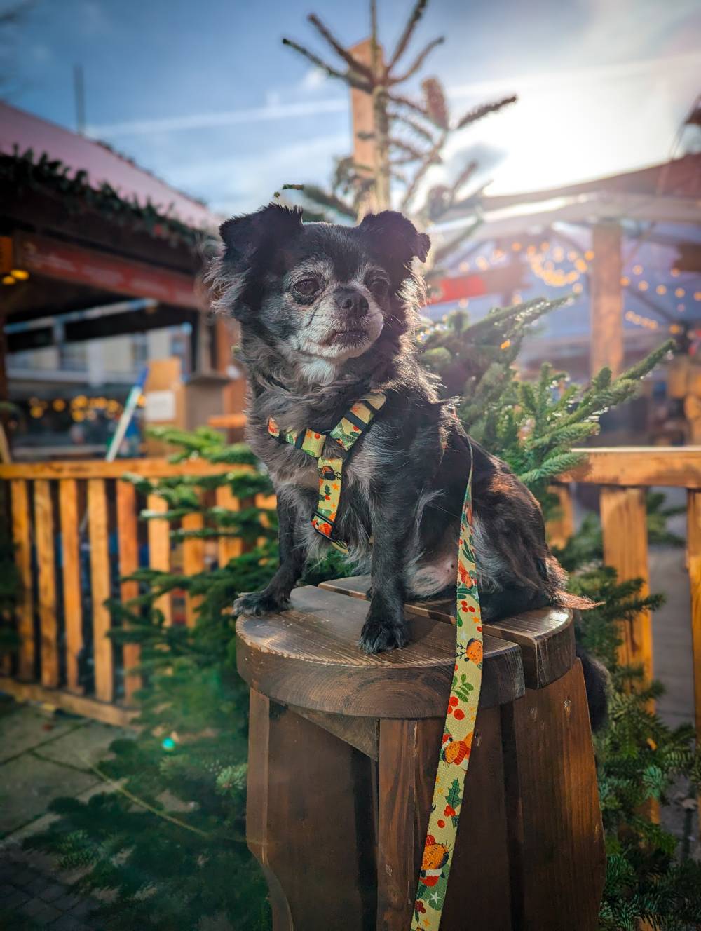 Capybara Christmas HARNESS – Mind The Fluff